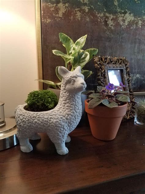 My New Favorite Pot R Houseplants