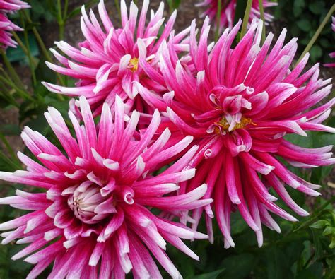 Cactus Dahlia Varieties And Semi Cactus Dahlia Types To Try Gardening