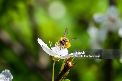 스프링에는 꽃을 Pollinating 하드 작업 유럽 꿀 꿀벌 0명에 대한 스톡 사진 및 기타 이미지 0명 개화기 계절