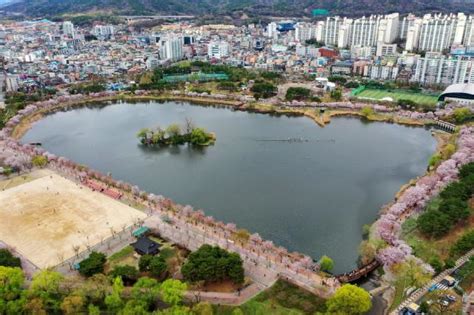수원시 돌아온 벚꽃 시즌 명소 10곳 추천 Nsp통신