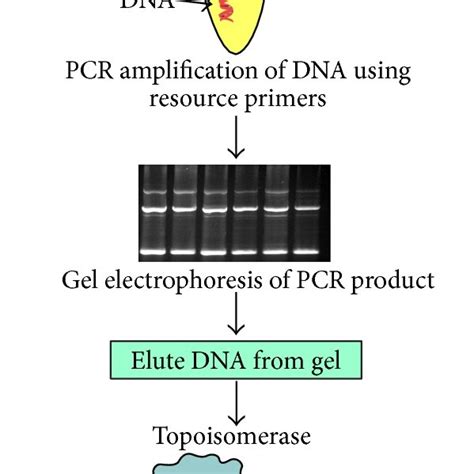 Applications Of Microsatellite Markers In Different Areas Download Scientific Diagram