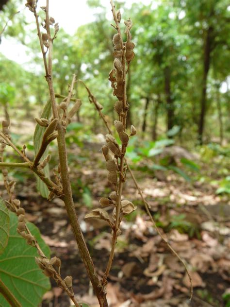 Desmodium velutinum (Willd.) DC.