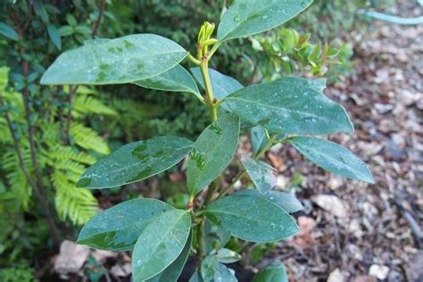 Ejecutarán Proyecto Para Fomentar Conservación Y Protección Del Queule