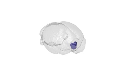 Kim Mouse Atlas Plots Only One Hemisphere In Brainrender Issue