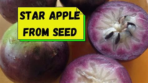 Jamaican Star Apple