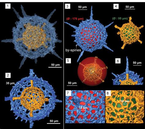 Structural Details Highlighted Using Micro Ct Model Of Geminusphaera