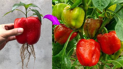 Surprised With How To Grow Eggplant With Banana 7 Growing Eggplant