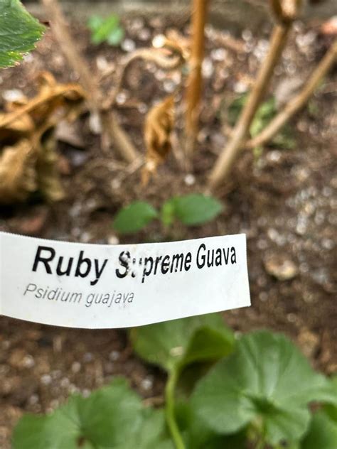 Ruby Supreme Guava Trees For Sale FastGrowingTrees Com