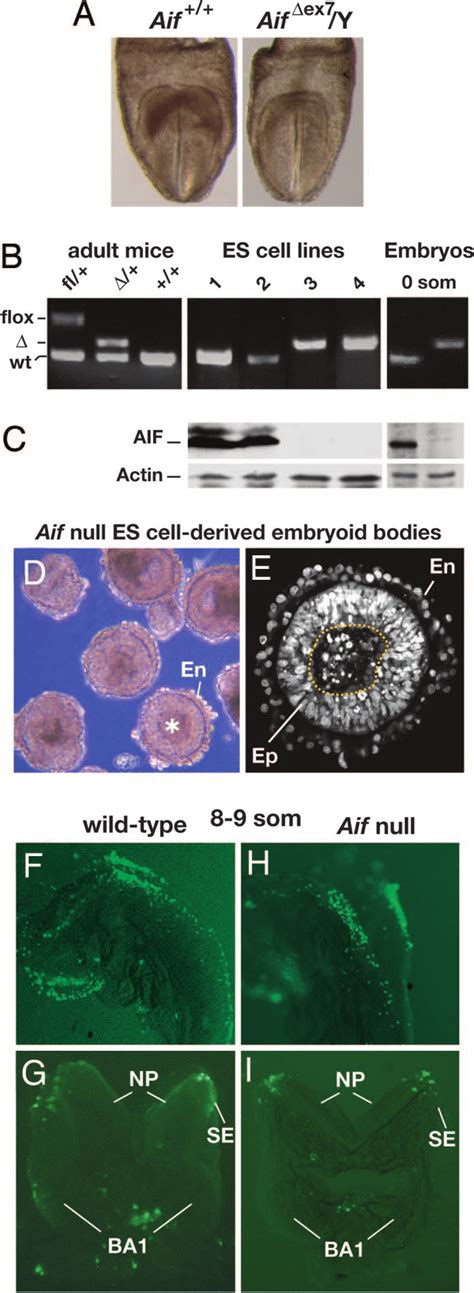 Aif Is Not Required For Normal Apoptosis During Cystic Embryoid Body Download Scientific