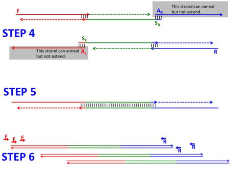 rrresearch progress the big fragment assembling pcr is running