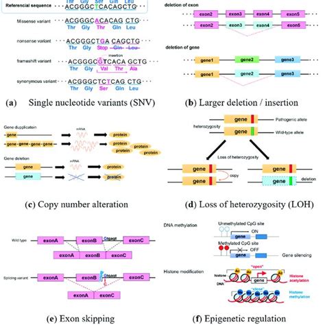 Genetic Alterations A Single Nucleotide Variants B Large Download Scientific Diagram