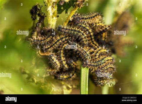 Caterpillars Processionary Of Pines Tree Moving Thaumetopoea