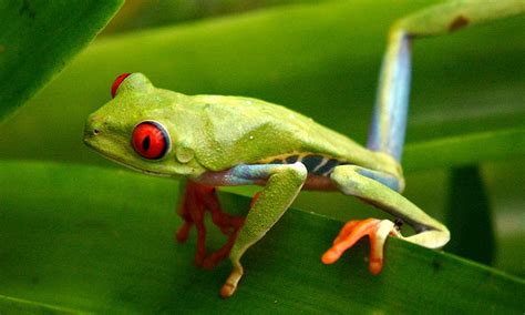 An Interesting Historic Facts About Rainforests
