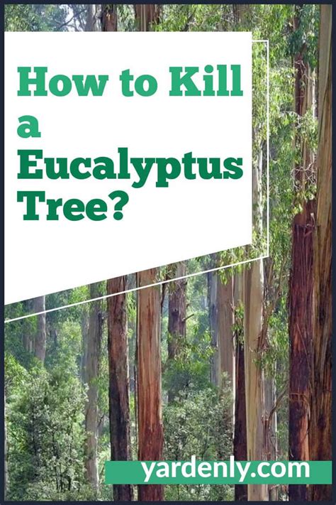 How To Kill A Eucalyptus Tree