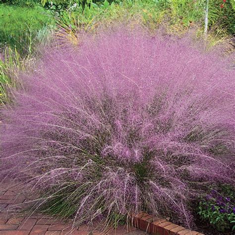 Pink Muhly Grass Cotton Candy Pink Grass Muhly Grass Plants Pink