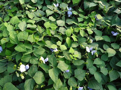 Winged Bean