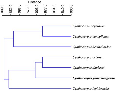 cluster analysis dendrogram using past showing the characteristic