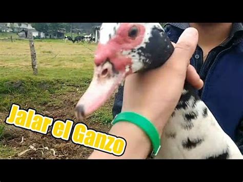 Vídeo para jalar el Ganzo YouTube
