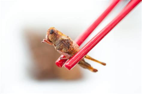 Selbsttest Sind Insekten Das Essen Der Zukunft