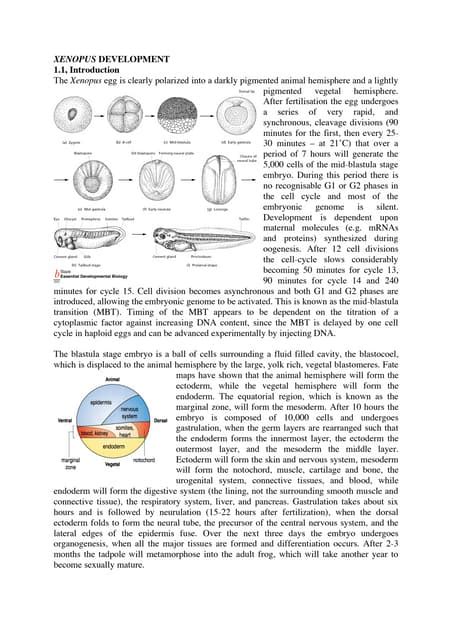 Plant Embryo Development Pptx