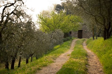 Premium Photo Olive Trees At Tuscany