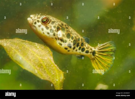 Spotted Congo Puffer Tetraodon Schoutedeni Swimming Side View Stock