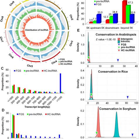 Informatics Pipeline For The Identification Of Maize Lncrnas A Download Scientific Diagram