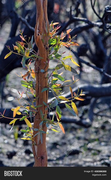 Epicormic Sprouting On Image And Photo Free Trial Bigstock