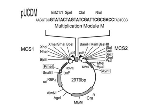 Pucdm载体质粒图谱 优宝生物