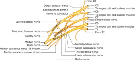 Brachial Plexus Diagram