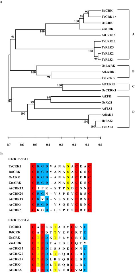 a phylogenetic tree constructed by neighbor joining algorithms of