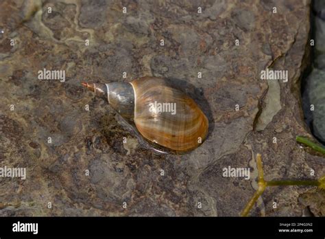 Lymnaea Great Pond Snail Lymnaea Stagnalis Air Breathing Freshwater
