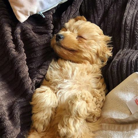 Cavapoochons Licensed Breeders Cavapoochon Uk