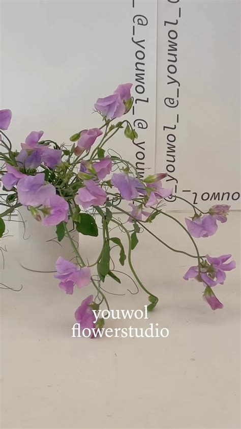 구불구불 줄기에 향기롭고 예쁜 꽃을 피워내는 스위트피 수채화로 그린 것 같은 꽃잎의 색감이 아름답다 💜🎨