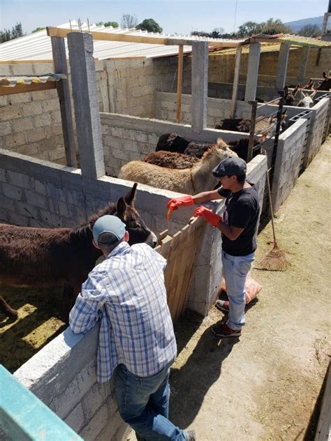Voluntariado En Albergues Enablers México Protección Animal