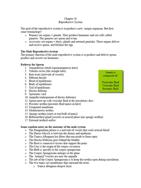Reproductive System Pdf Menstrual Cycle Luteinizing Hormone