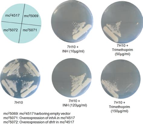 Growth Of The Wild Type M Smegmatis Strain And Transformed Strains
