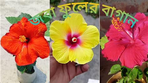 বিভিন্ন ধরনের জবা ফুলের বাগান। ফুল জবাফুল Youtube