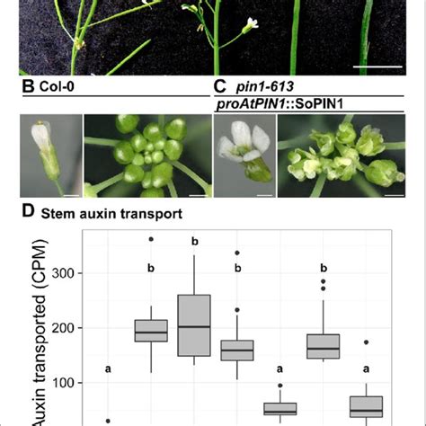 Pdf Cross Species Functional Diversity Within The Pin Auxin Efflux