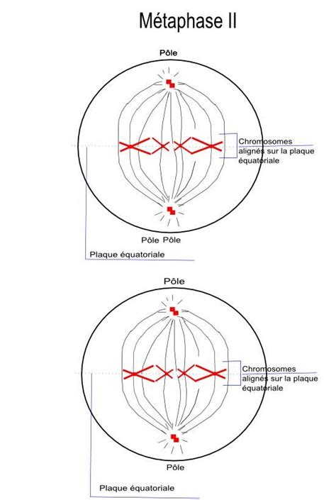 Les étapes Détaillées De La Méiose Alloprof