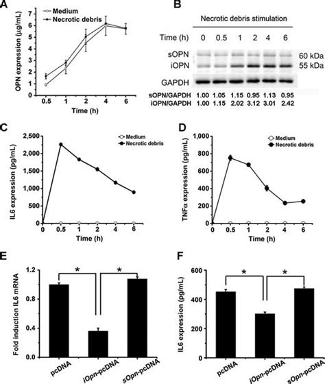 Intracellular Osteopontin Inhibits Toll Like Receptor Signaling And