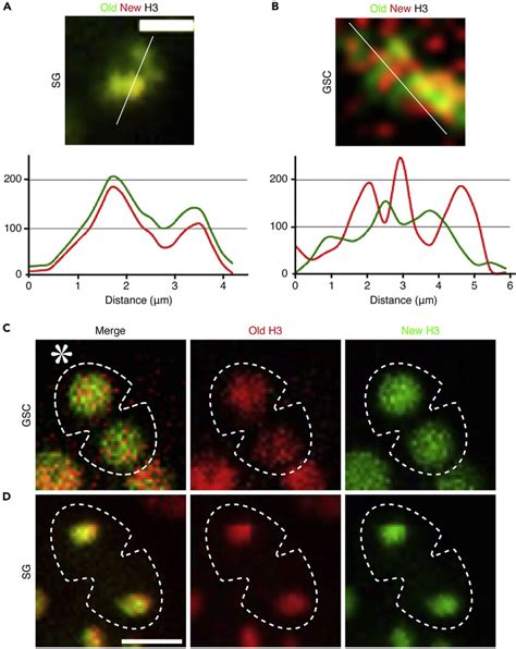 Tracking Old And New Histone Dynamics And Their Inheritance In Live Download Scientific Diagram