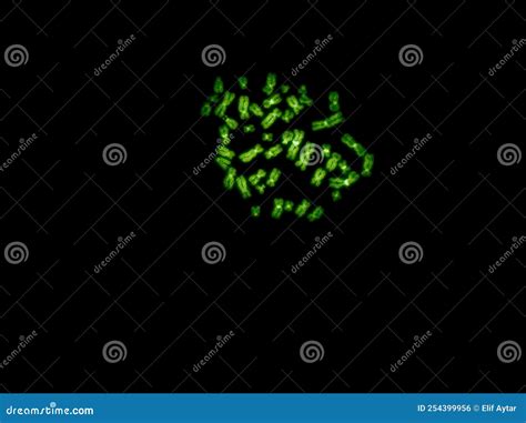 Fluorescence Microscope Image Of Human Cells Undergoing Mitosis