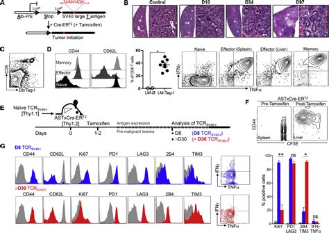 Tumor Specific T Cell Dysfunction Is A Dynamic Antigen Driven Differentiation Program Initiated
