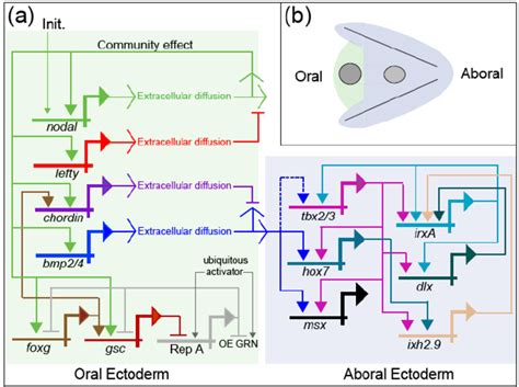 A Model Of The Gene Regulatory Network Grn Underlying Differentiation Download Scientific
