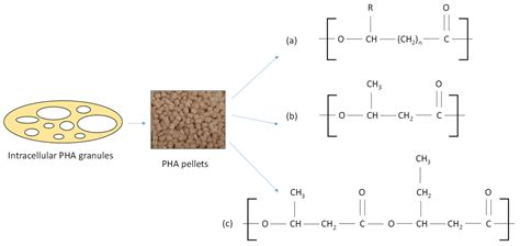Production Of Polyhydroxyalkanoates For Biodegradable Food Packaging