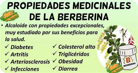 Propiedades De La Berberina Botanical Online
