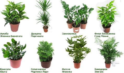Комнатные зонтичные растения фото с названиями