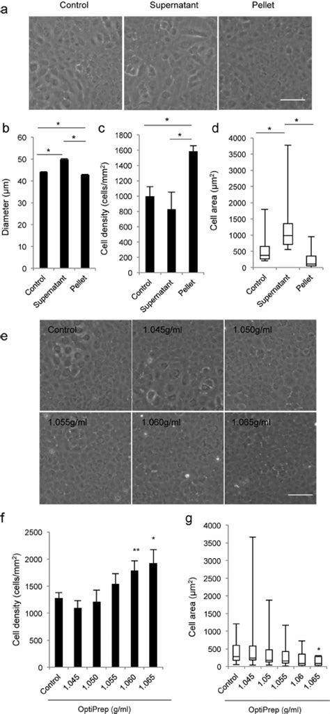 Density Gradient Centrifugation Of Hcecs A The Cultured Hcecs