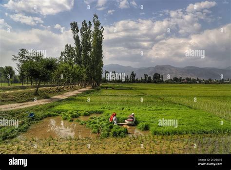 Farmers Transplanting Rice Seedlings In A Field During Paddy Sowing